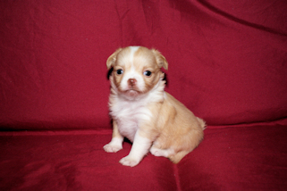 Chihuahua Puppies Available at Animal Haus Chihuahuas -- Chihuahua ...